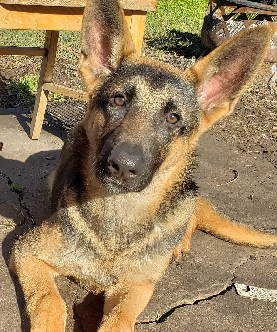 Lost Pets | City of Meadows Place