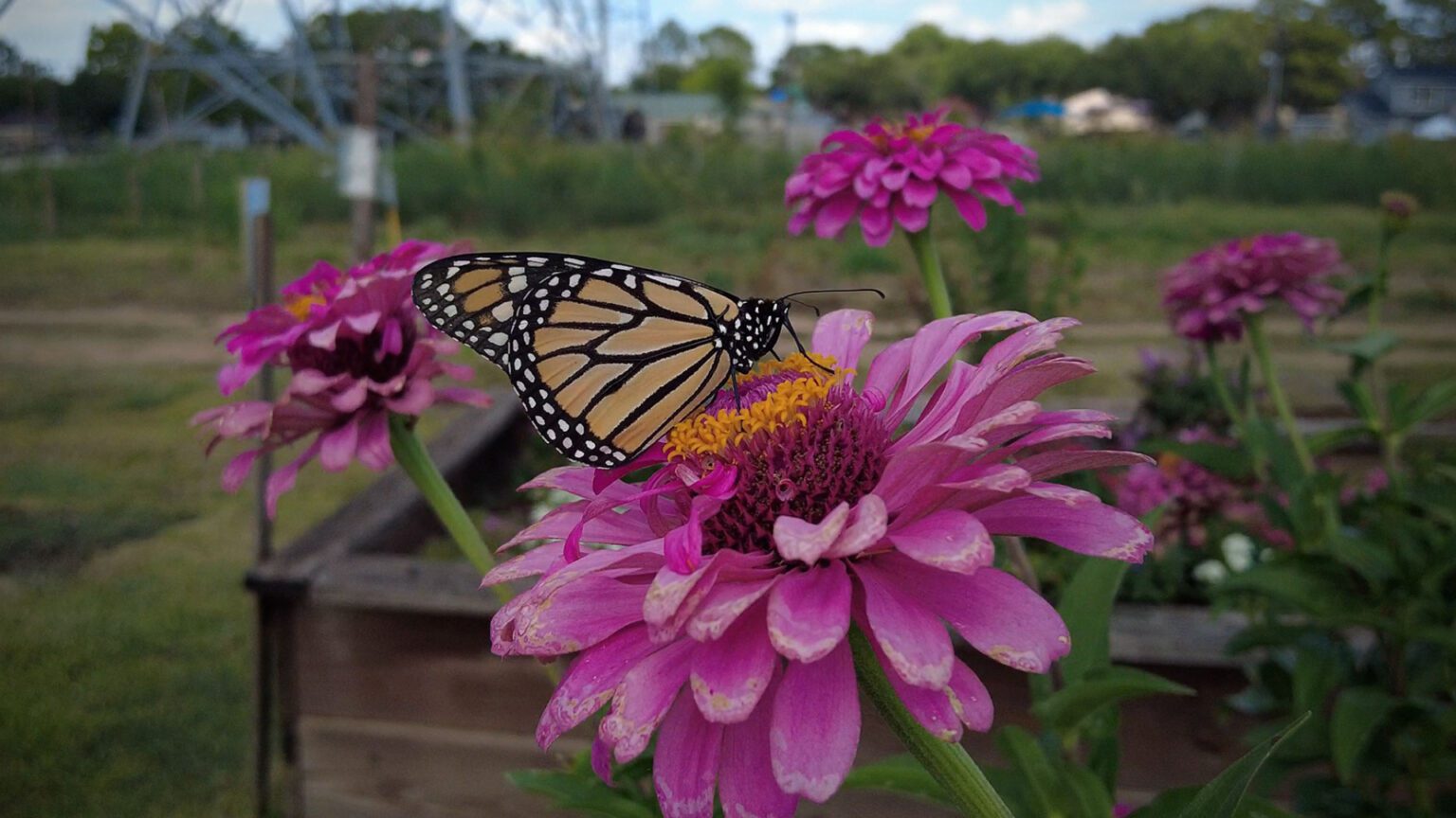 Parks & Recreation | City of Meadows Place