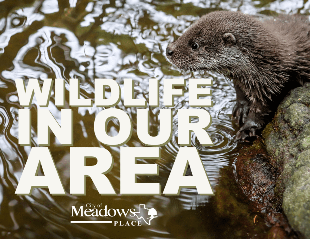 Do you know all the wildlife in our area? | City of Meadows Place