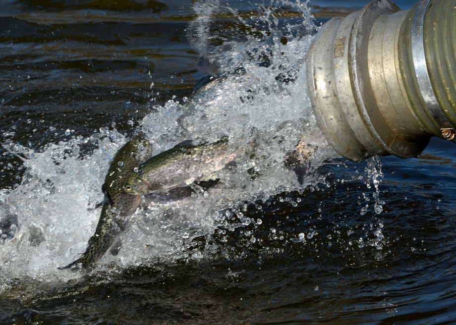 Rainbow Trout Update! | City of Meadows Place